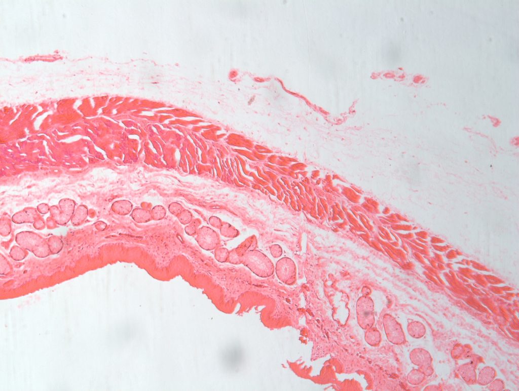 Esôfago | Atlas Virtual de Histologia