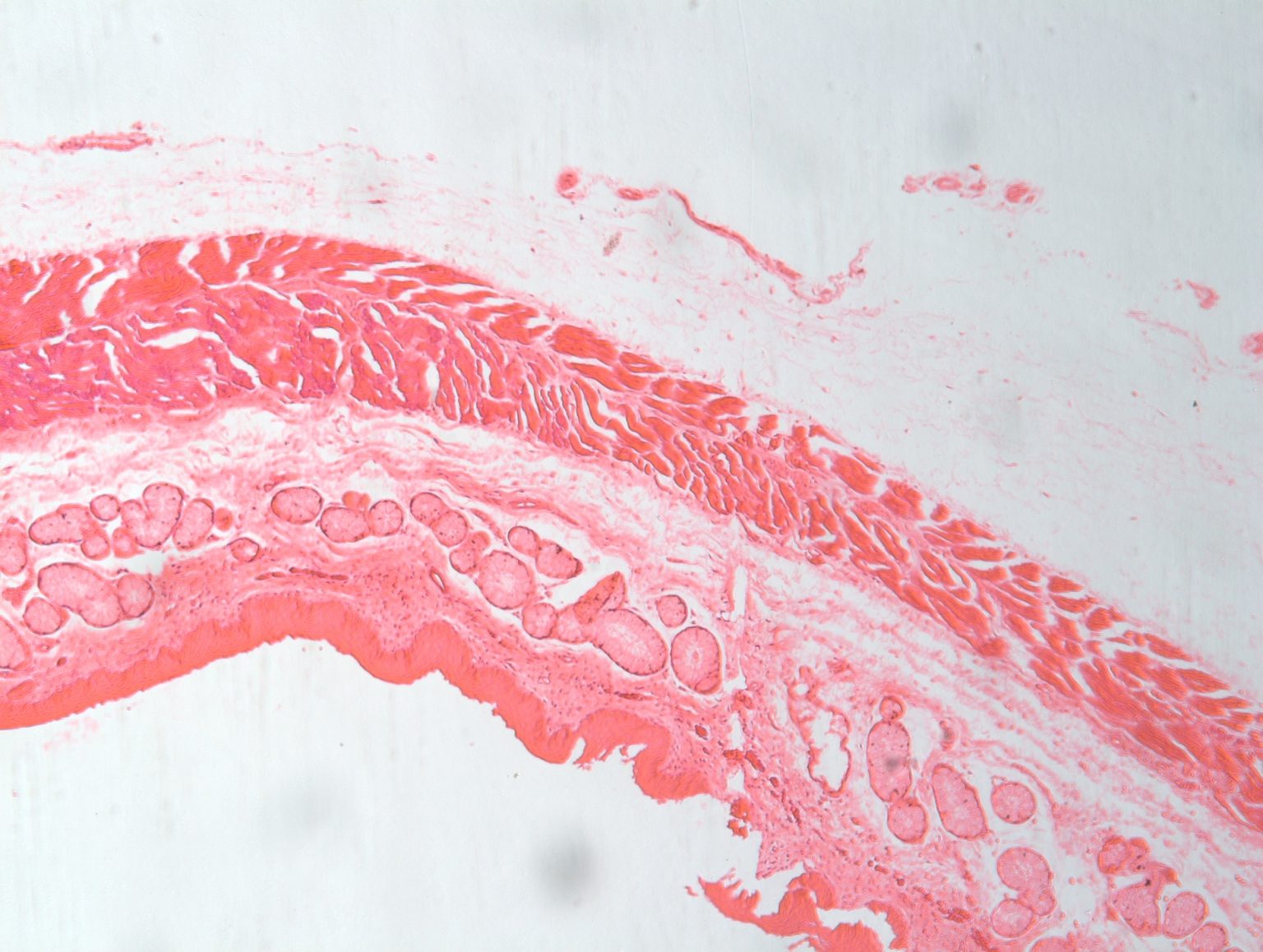 Esôfago | Atlas Virtual de Histologia