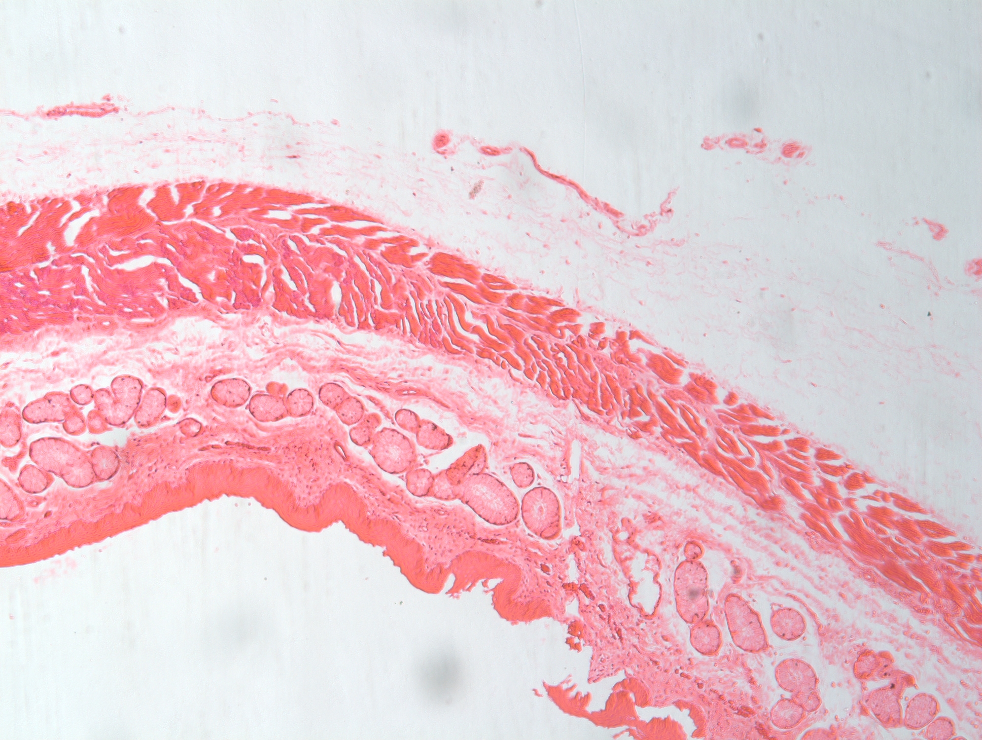 Esôfago | Atlas Virtual de Histologia