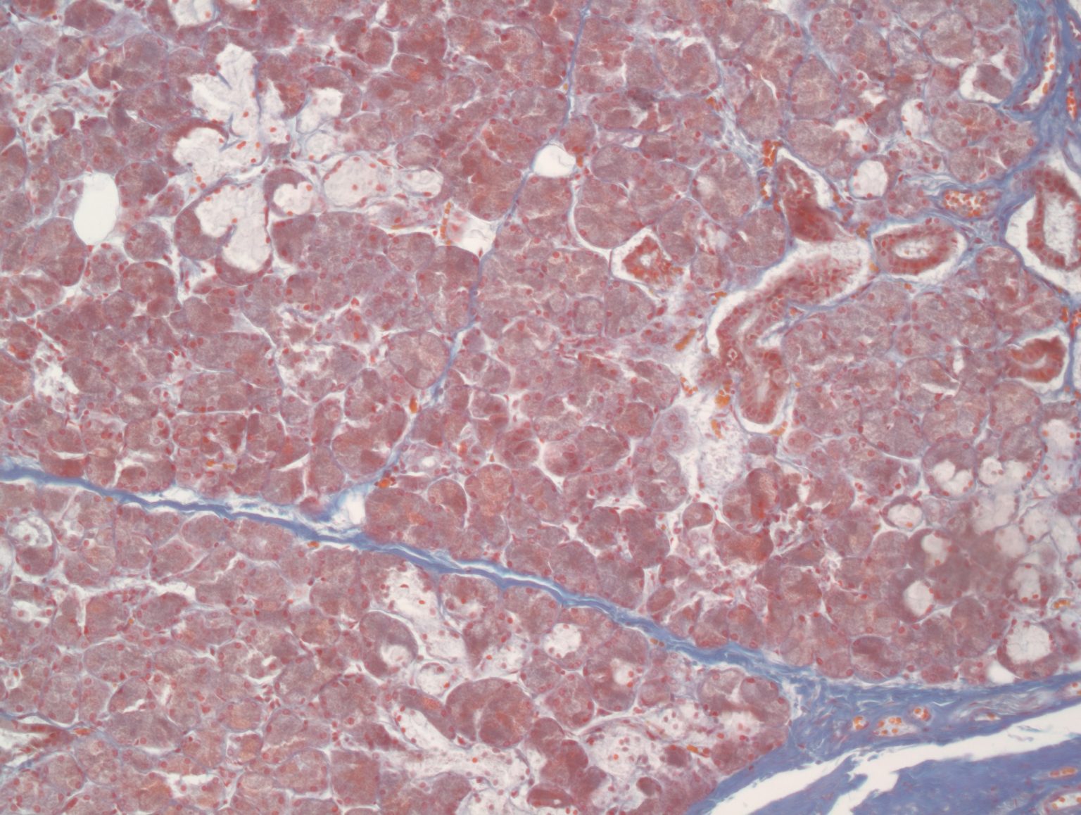 Glândula Submandibular | Atlas Virtual de Histologia