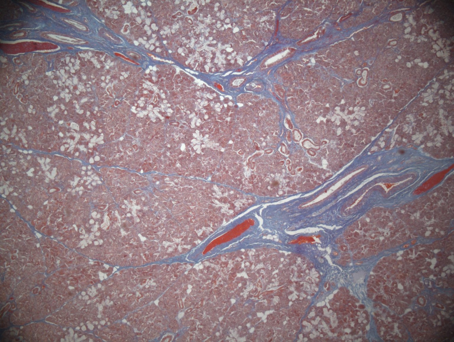 Glândula Submandibular | Atlas Virtual de Histologia